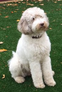 Home - Labradoodles on Main - Australian Labradoodles - Ohio